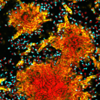 Research – The Nadell Lab